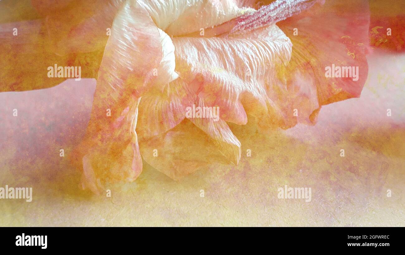 Beauty in aging Stock Photo - Alamy