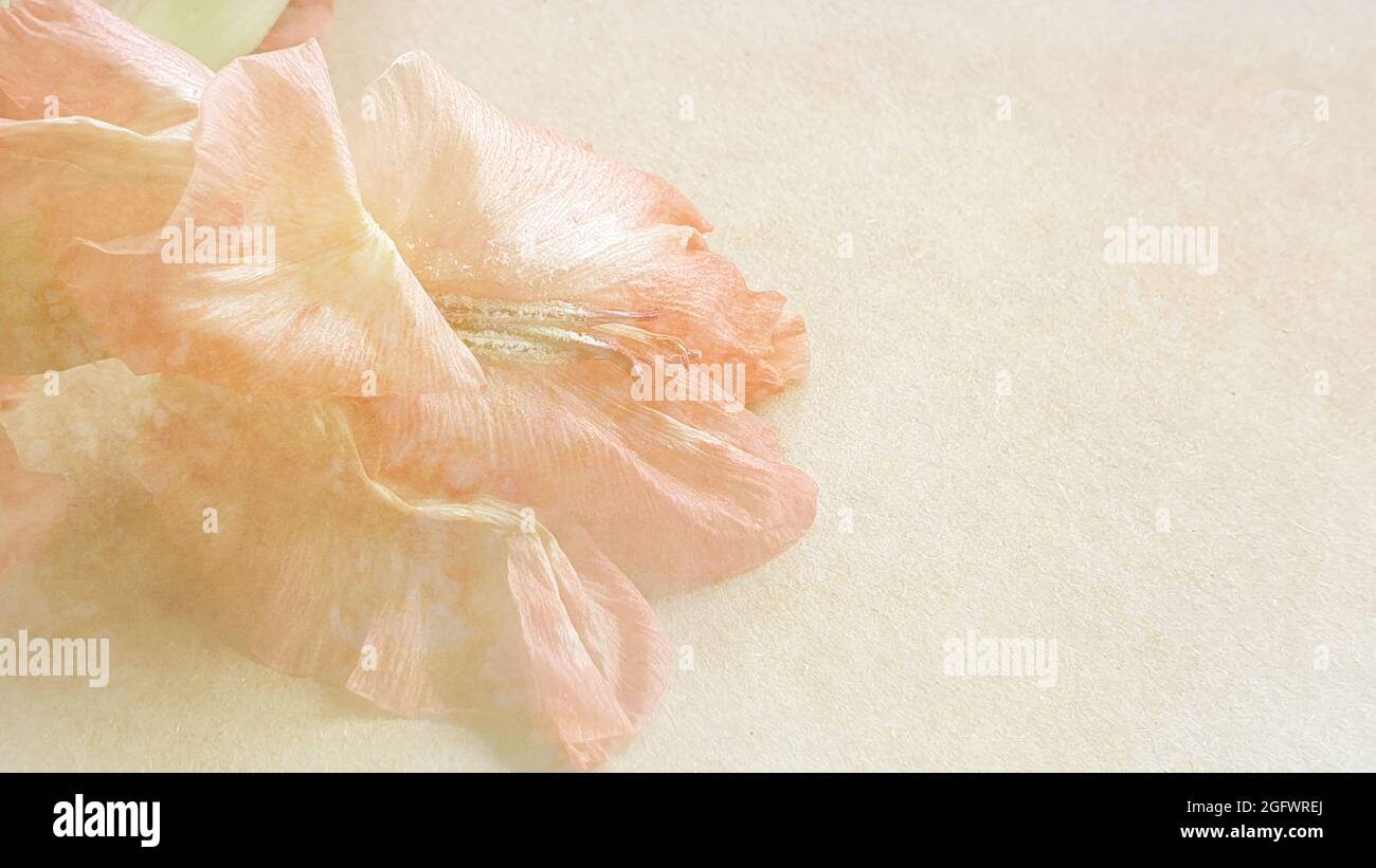 Beauty in aging Stock Photo - Alamy