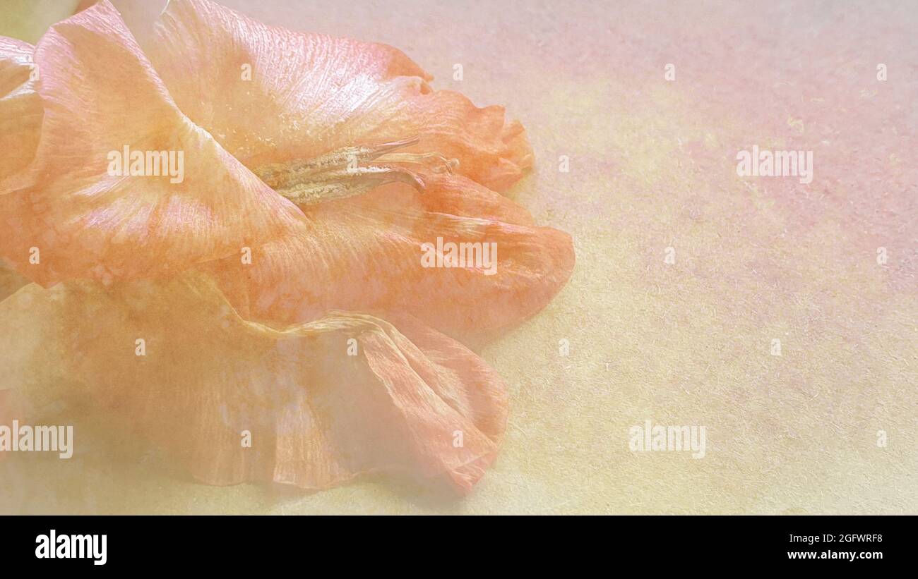 Beauty in aging Stock Photo - Alamy