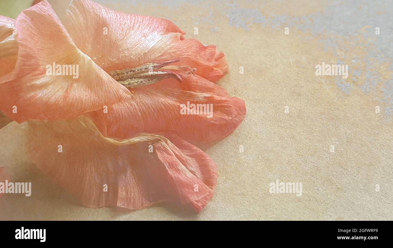 Beauty in aging Stock Photo - Alamy