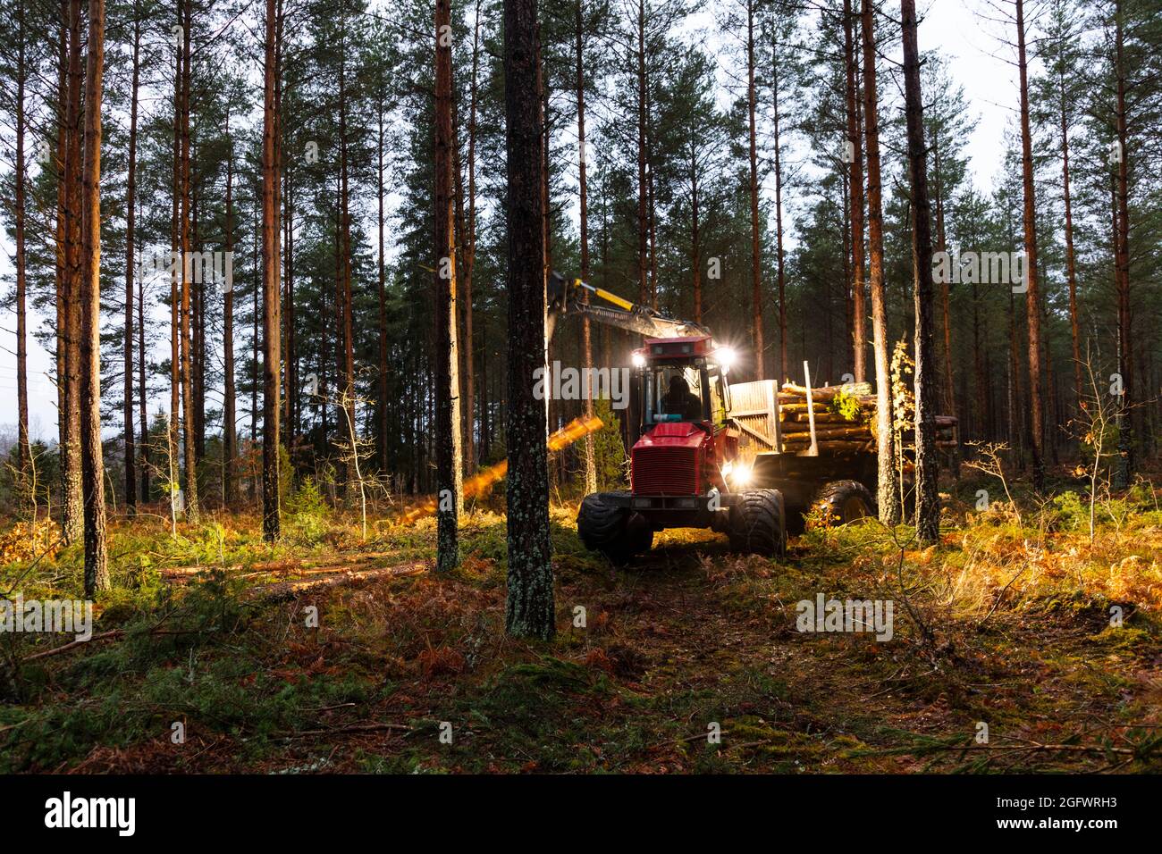 Road for forestry vehicles hi-res stock photography and images - Alamy