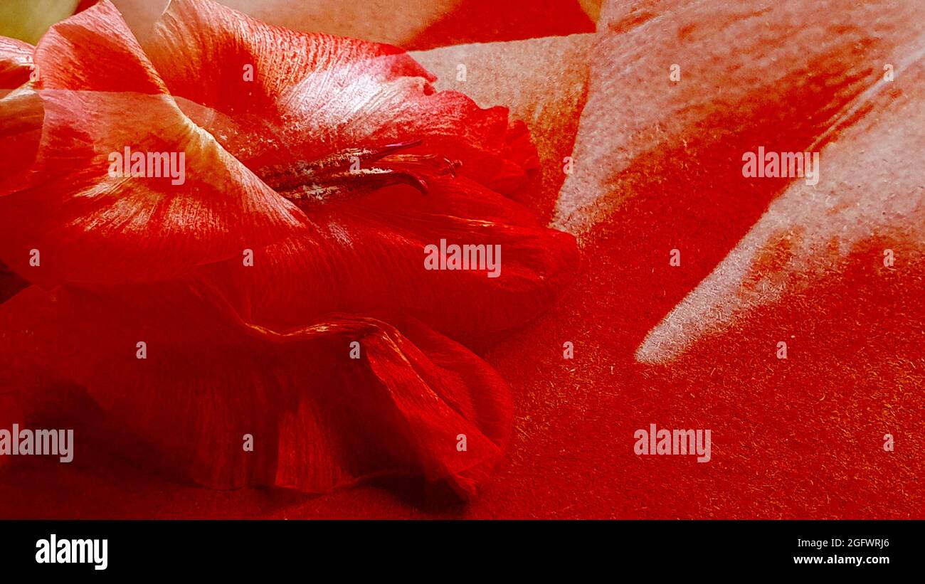 Beauty in aging Stock Photo - Alamy