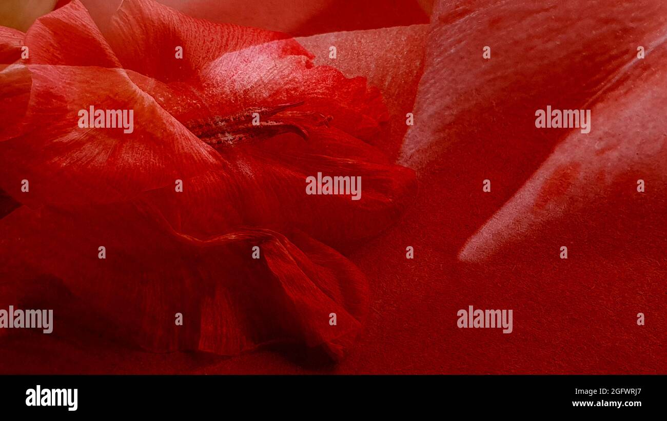 Beauty in aging Stock Photo - Alamy