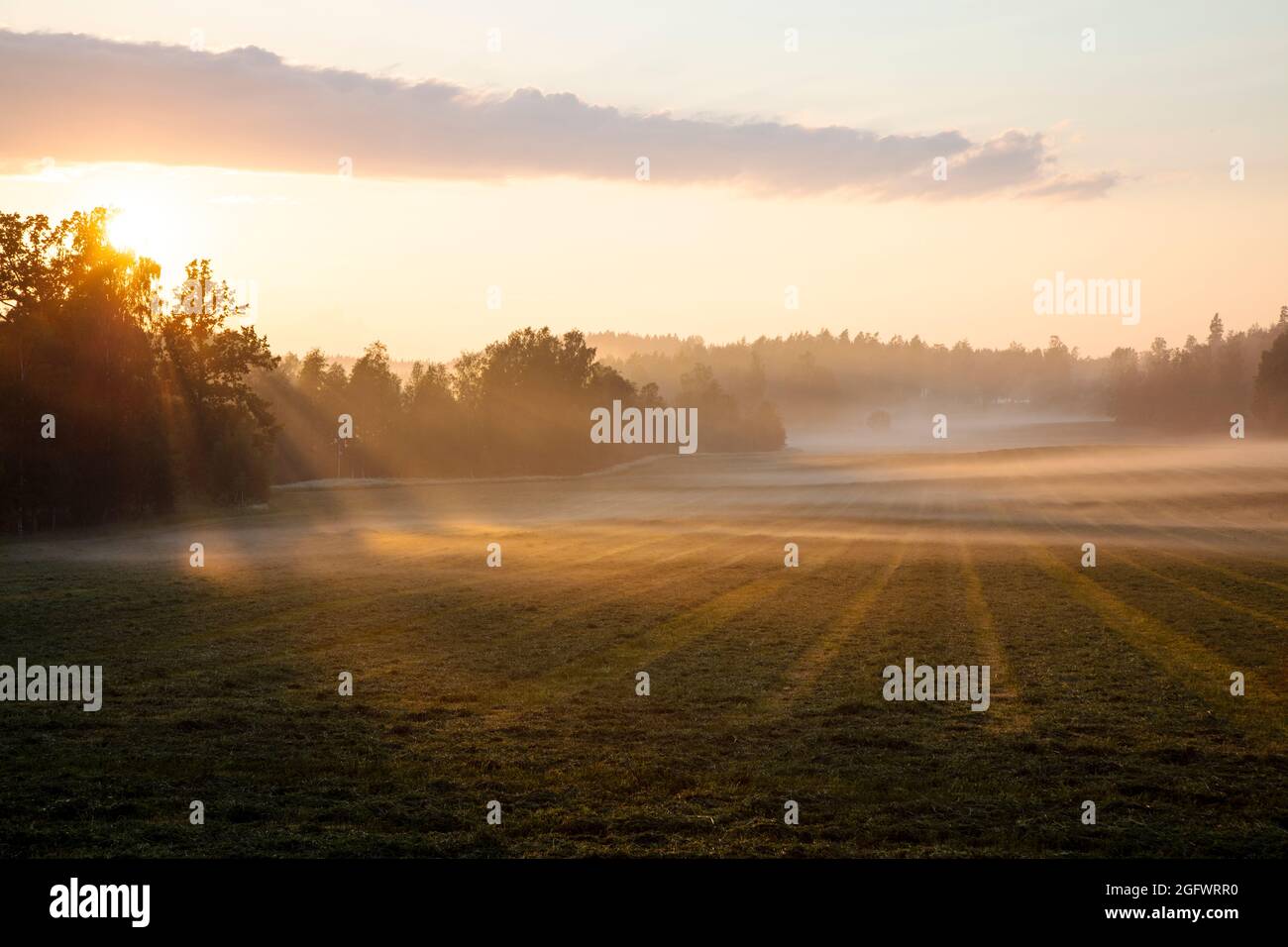 Mist on meadow hi-res stock photography and images - Alamy
