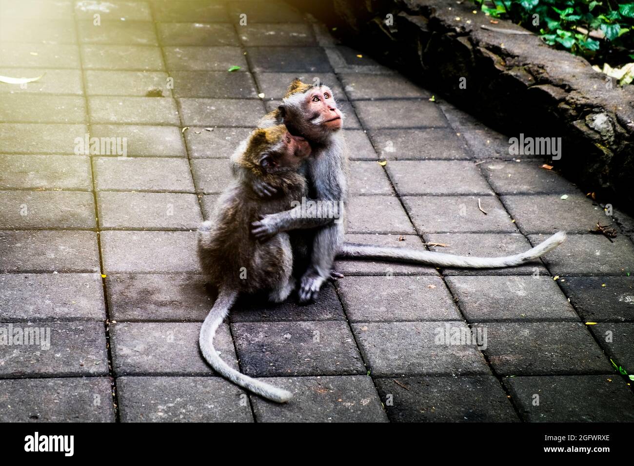 Monkeys hugging hi-res stock photography and images - Alamy