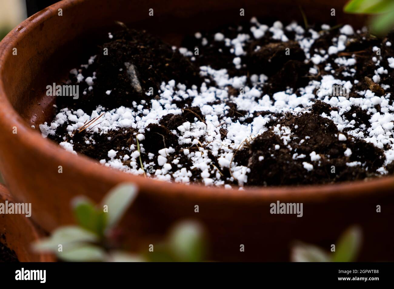 Plants feed in pot with soil Stock Photo - Alamy