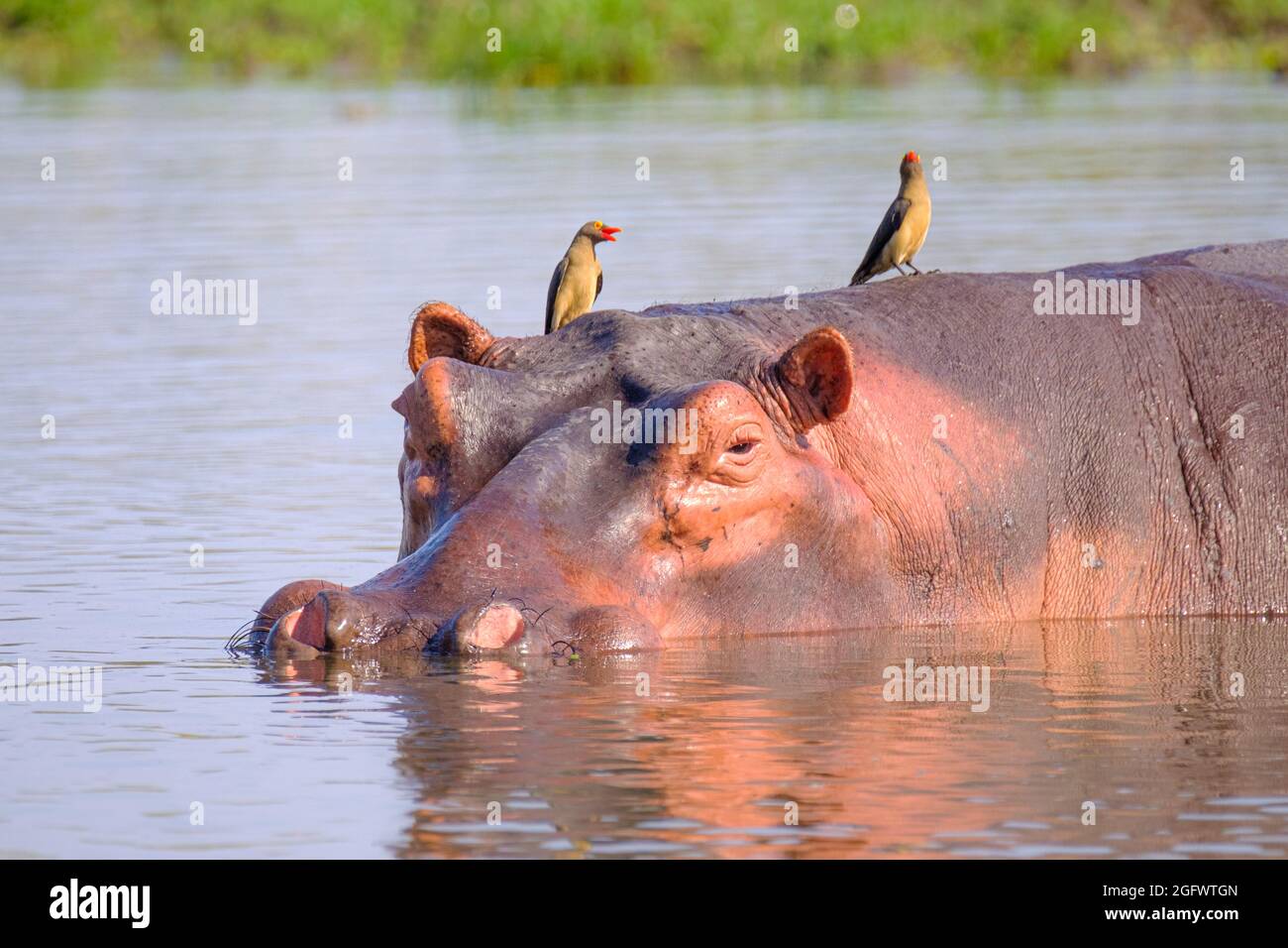 Hippos (Hippopotamus amphibius), hippopotamus underwater, head, face ...