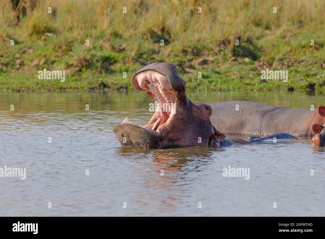 Hippo (Hippopotamus amphibius), open mouth. Lower Zambezi, Zambia ...