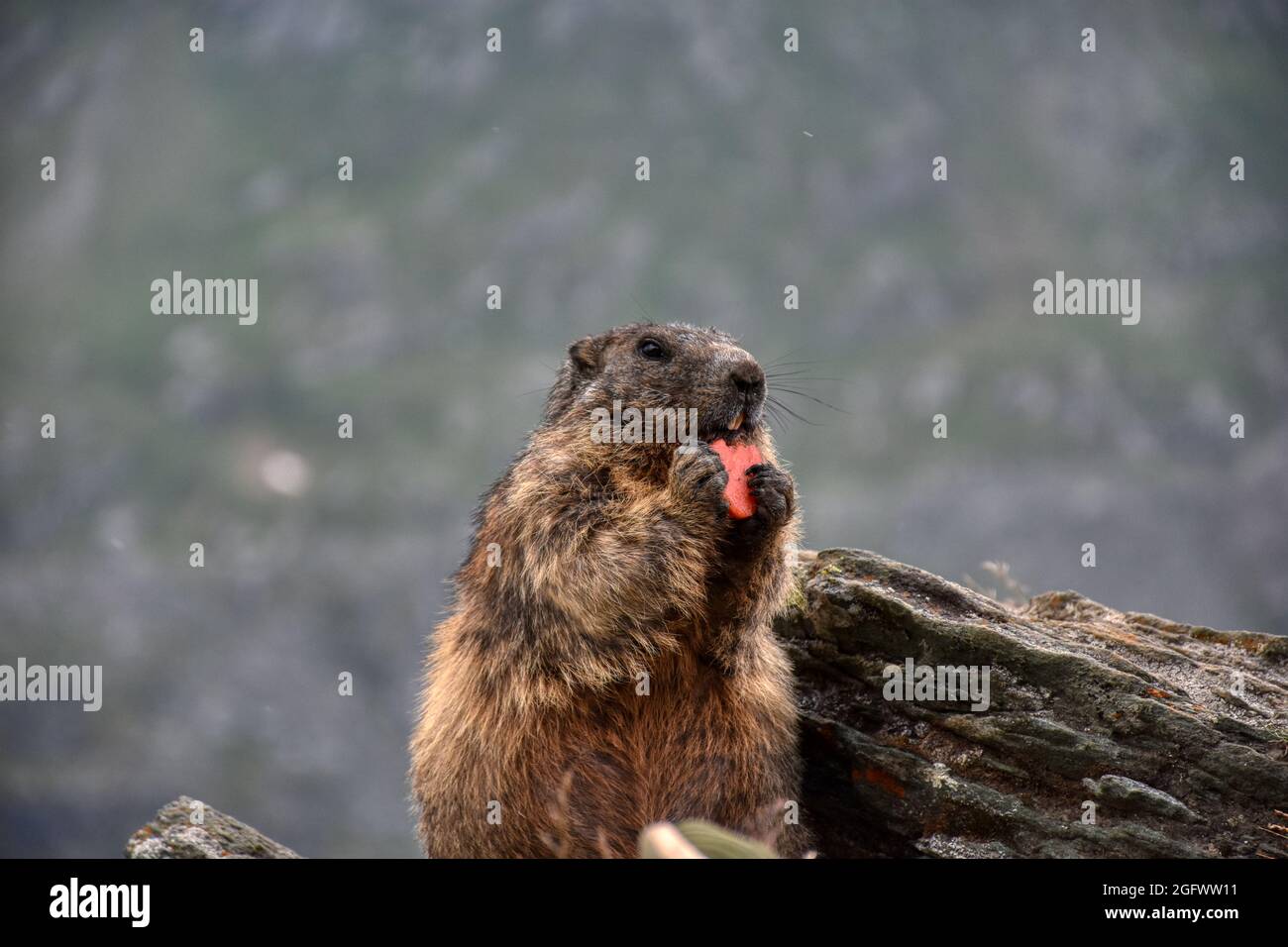 Winterschla hi-res stock photography and images - Alamy