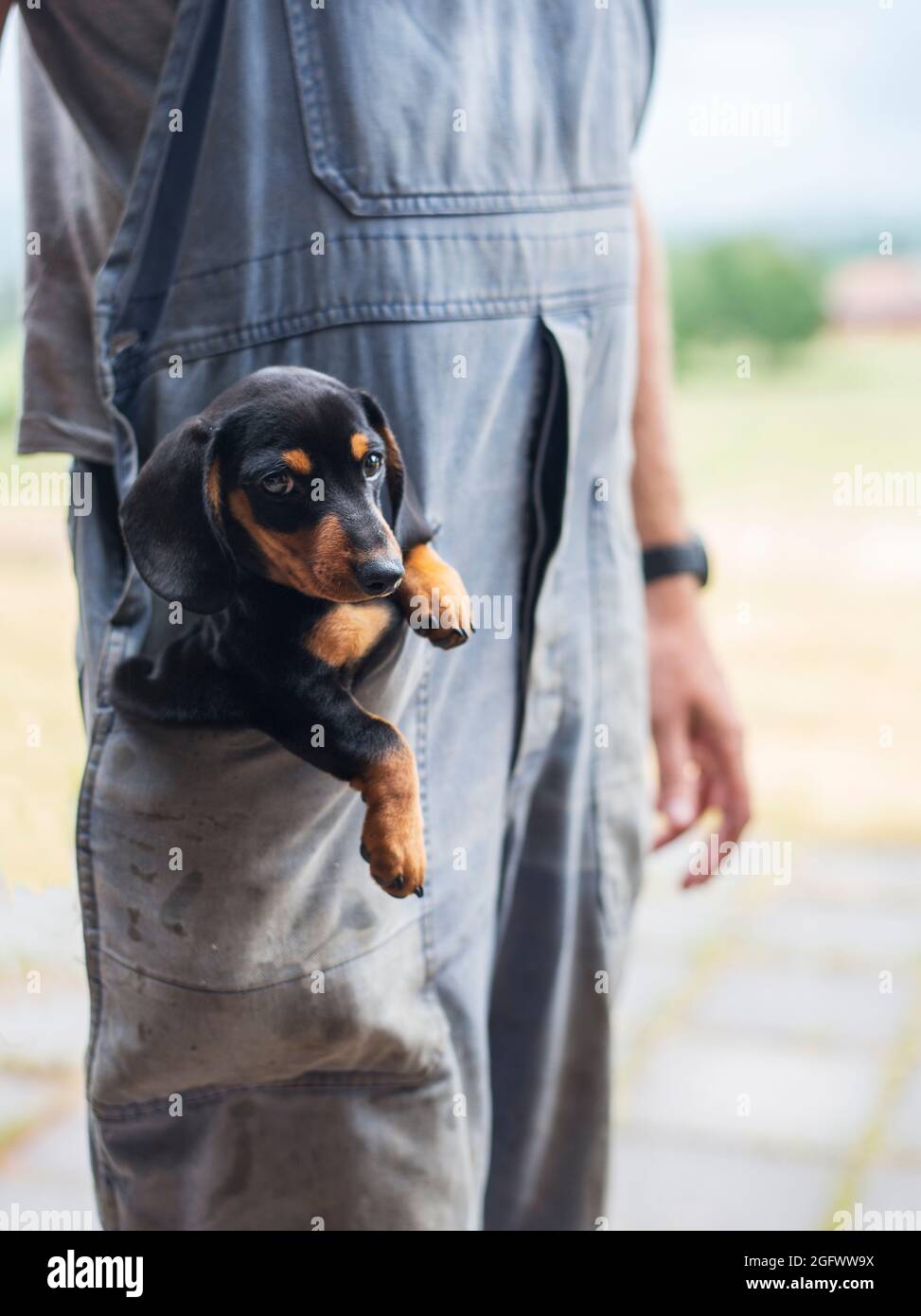 Pocket dog High Resolution Stock Photography and Images - Alamy