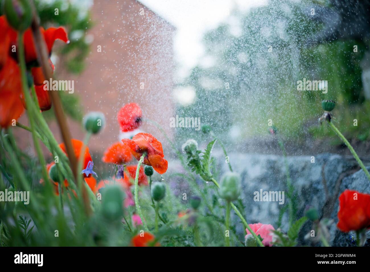 Falling poppies hi-res stock photography and images - Alamy