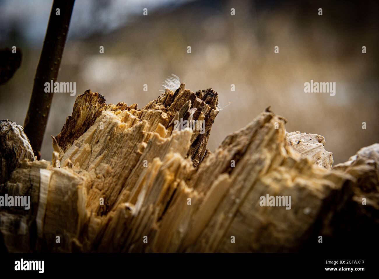 Shallow focus shot of broken tree trunk with a bumpy surface - texture ...