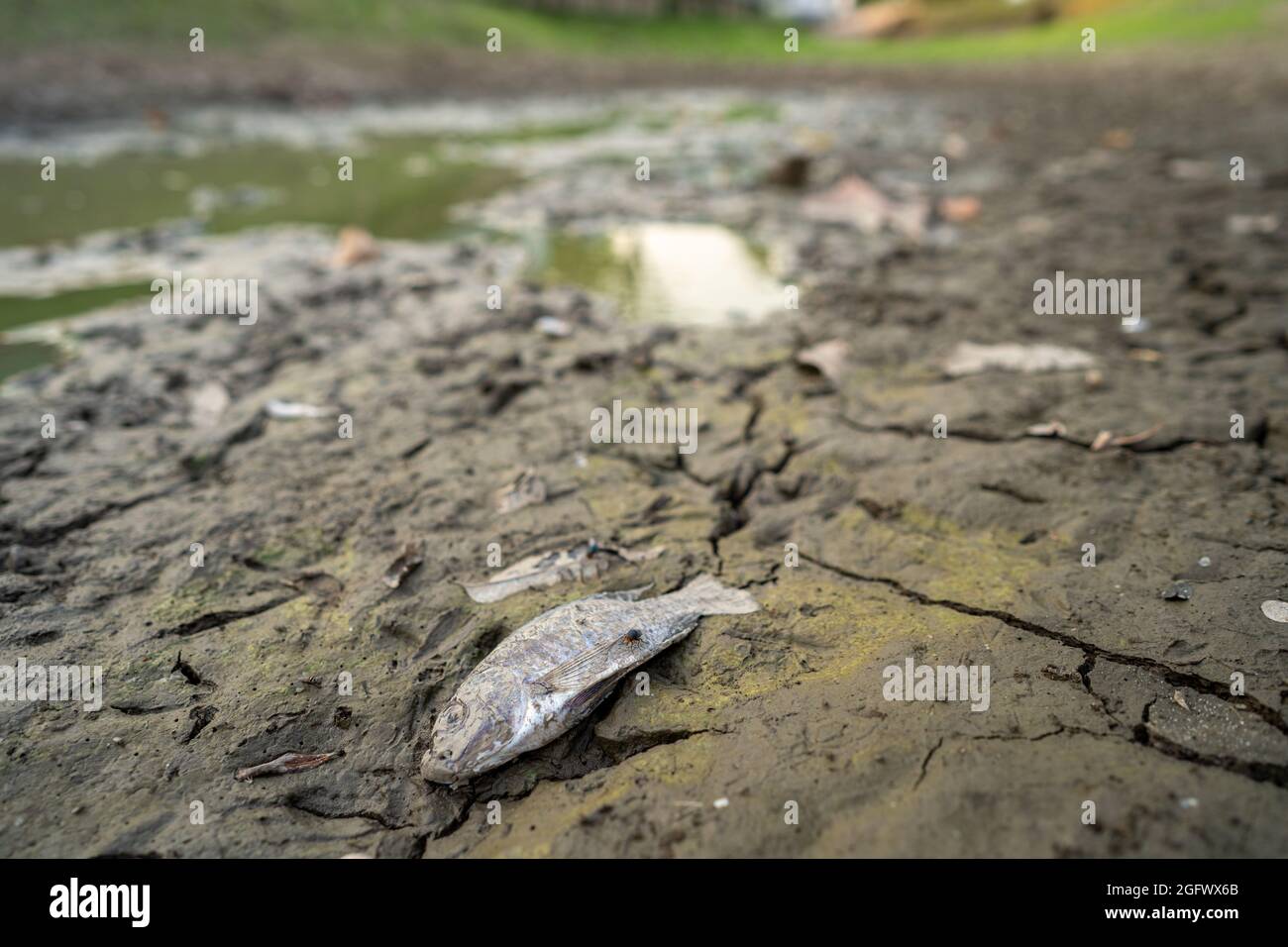 Fish corpse isolated on the sand by the dried lake - environmental ...