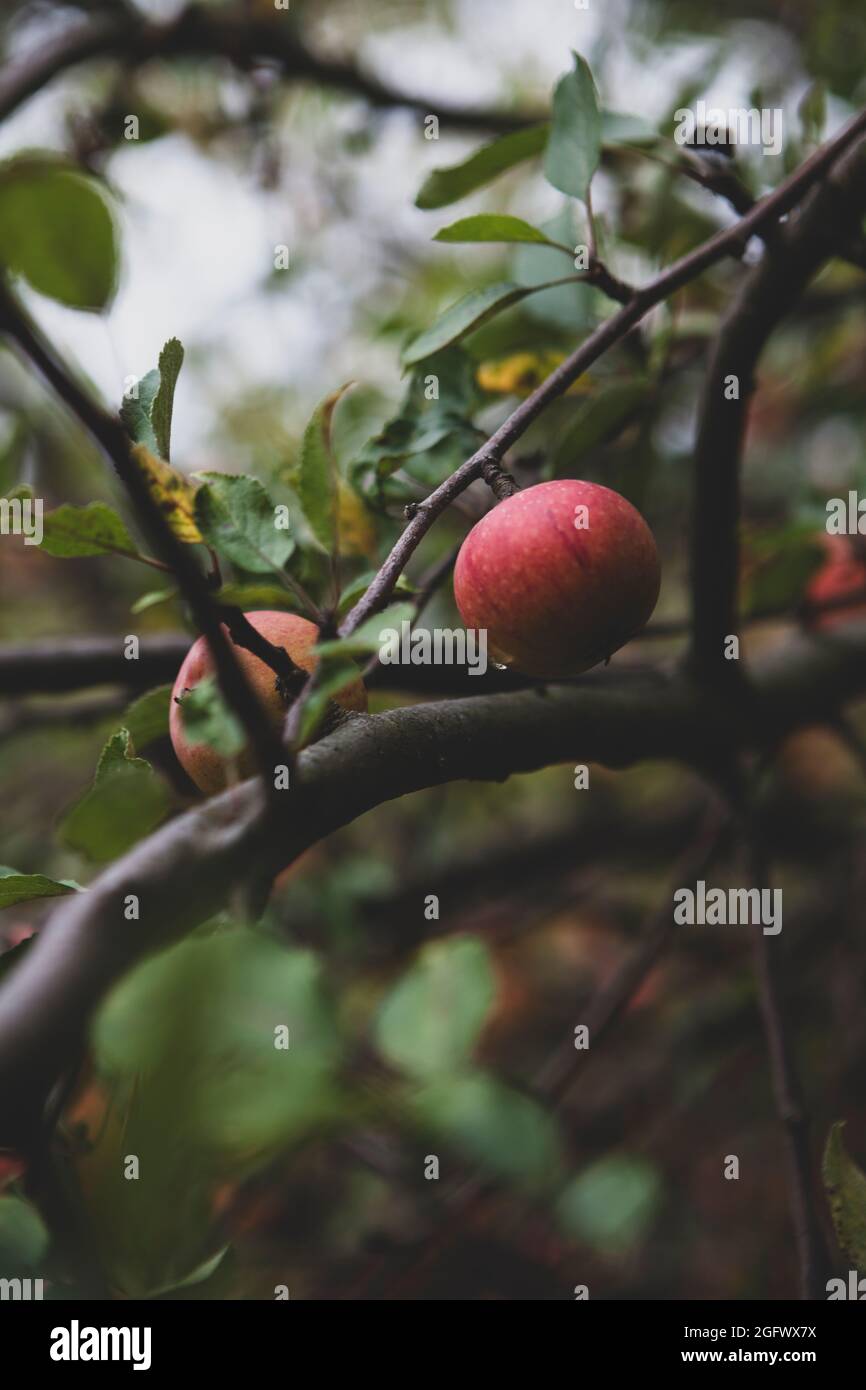 Red apple on apple tree Stock Photo - Alamy