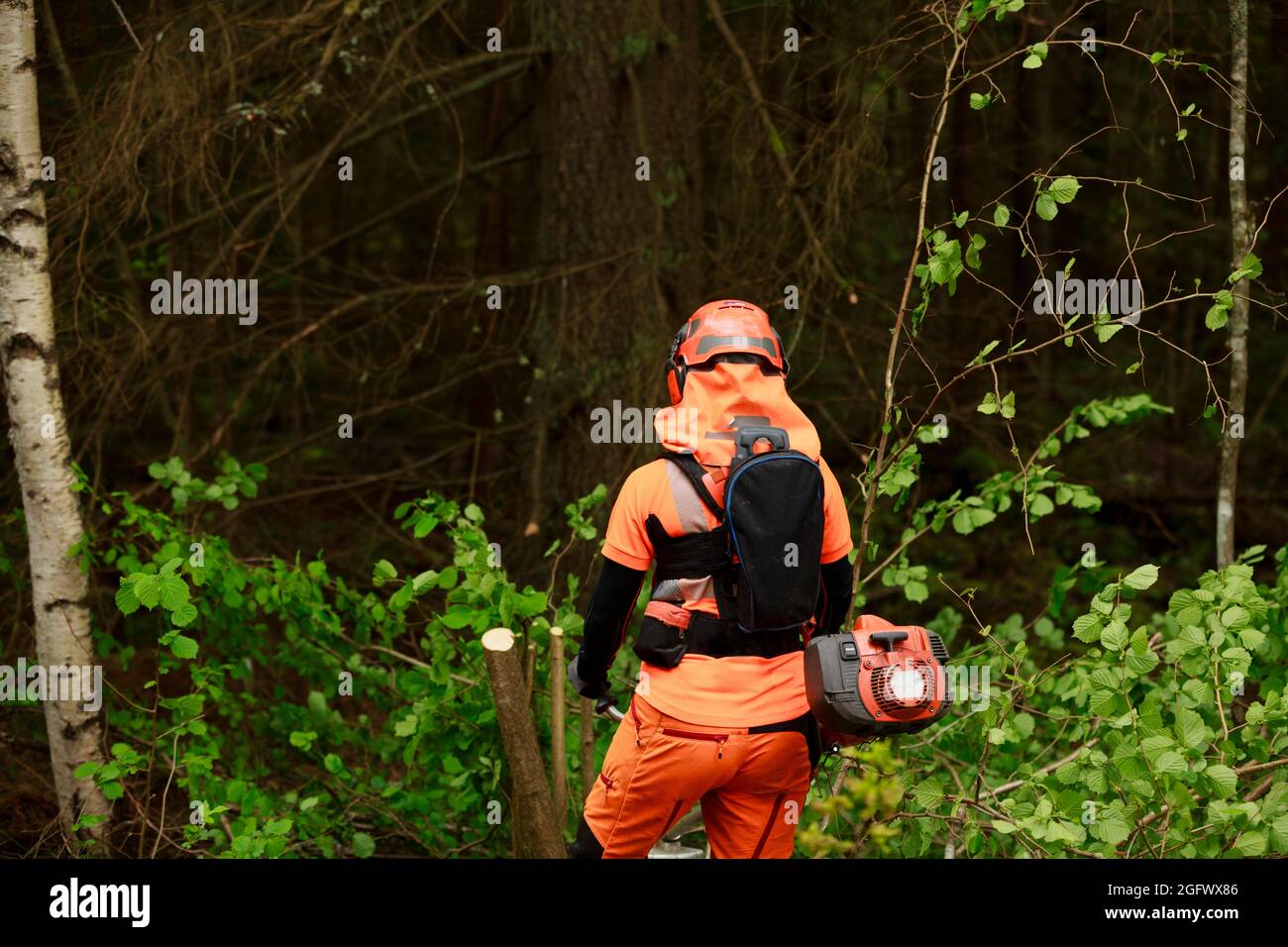 Lumberjack cutting tree in forest Stock Photo - Alamy