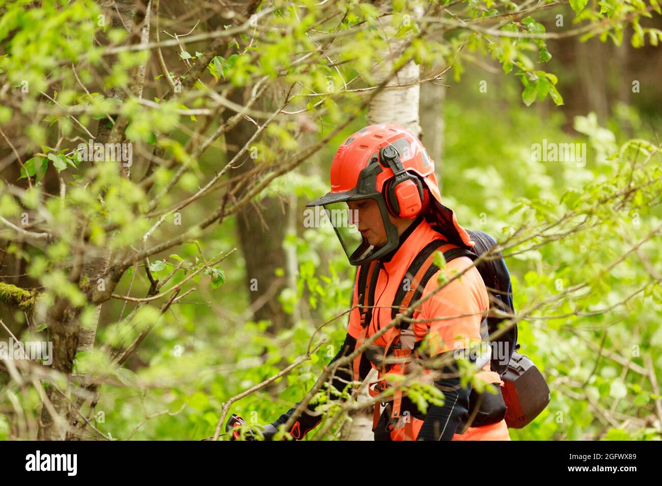 Lumberjack cutting tree in forest Stock Photo - Alamy
