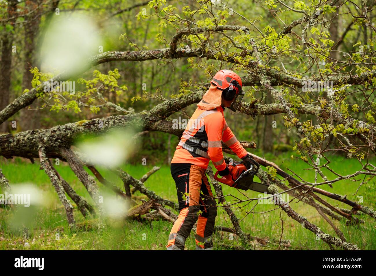 Lumberjack cutting hi-res stock photography and images - Alamy