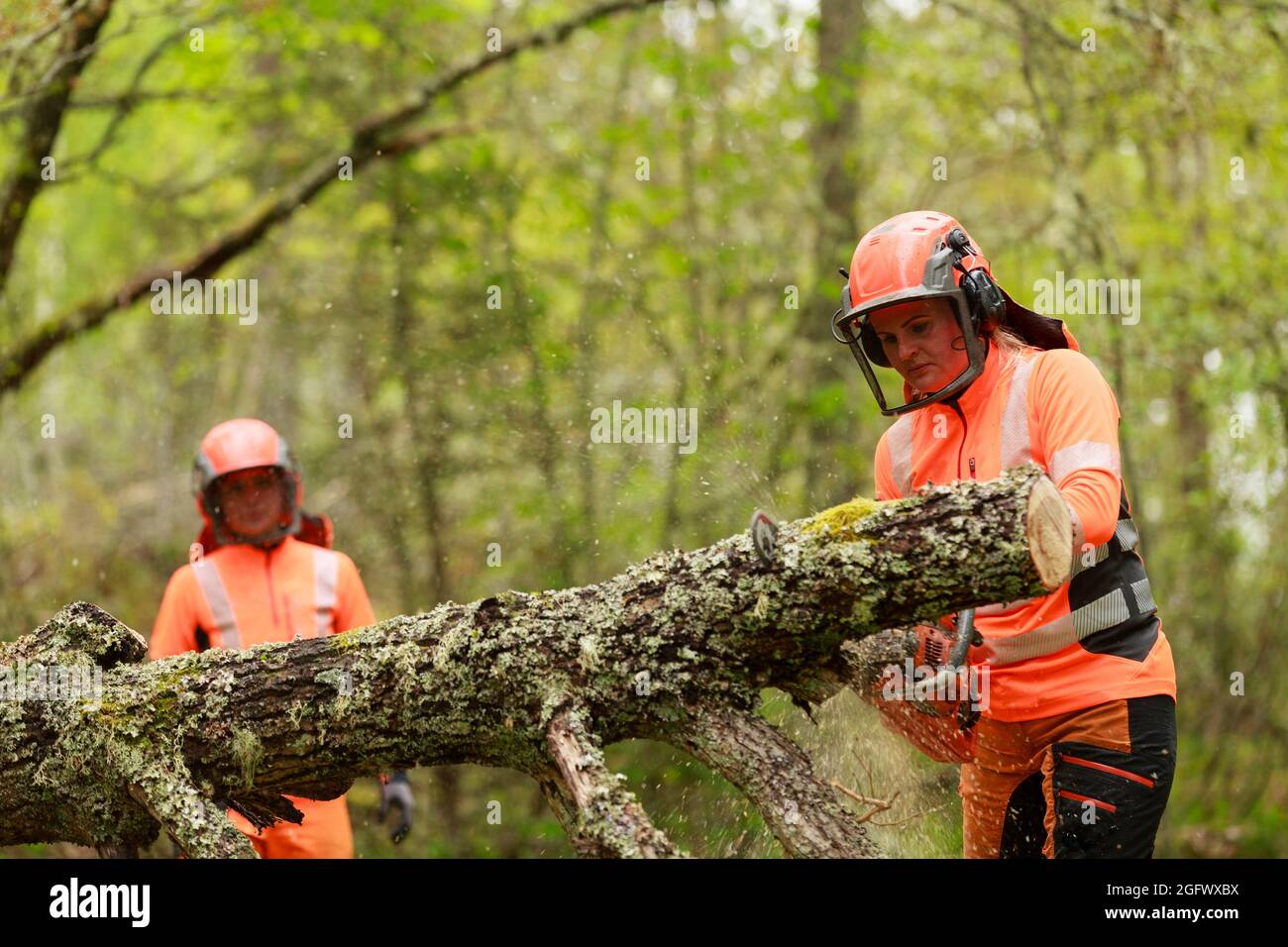 Two cutting tree in forest hi-res stock photography and images - Alamy