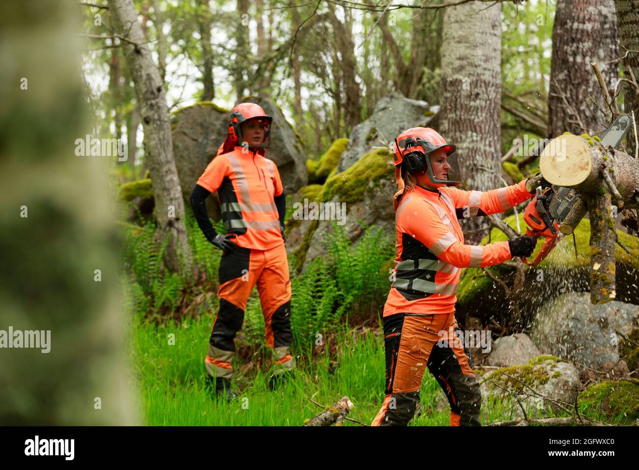 Two cutting tree in forest hi-res stock photography and images - Alamy