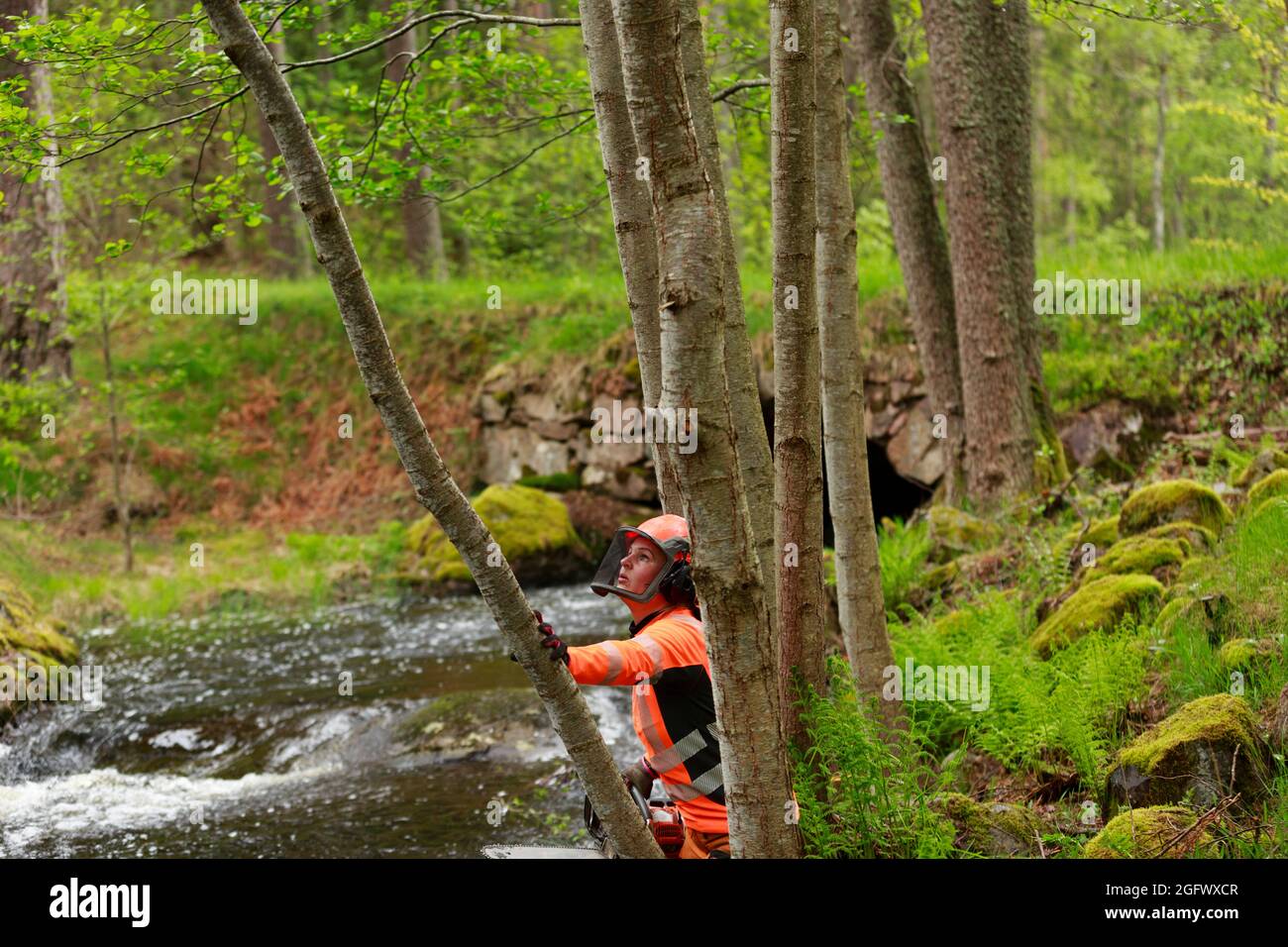 Professional lumberjack hi-res stock photography and images - Alamy