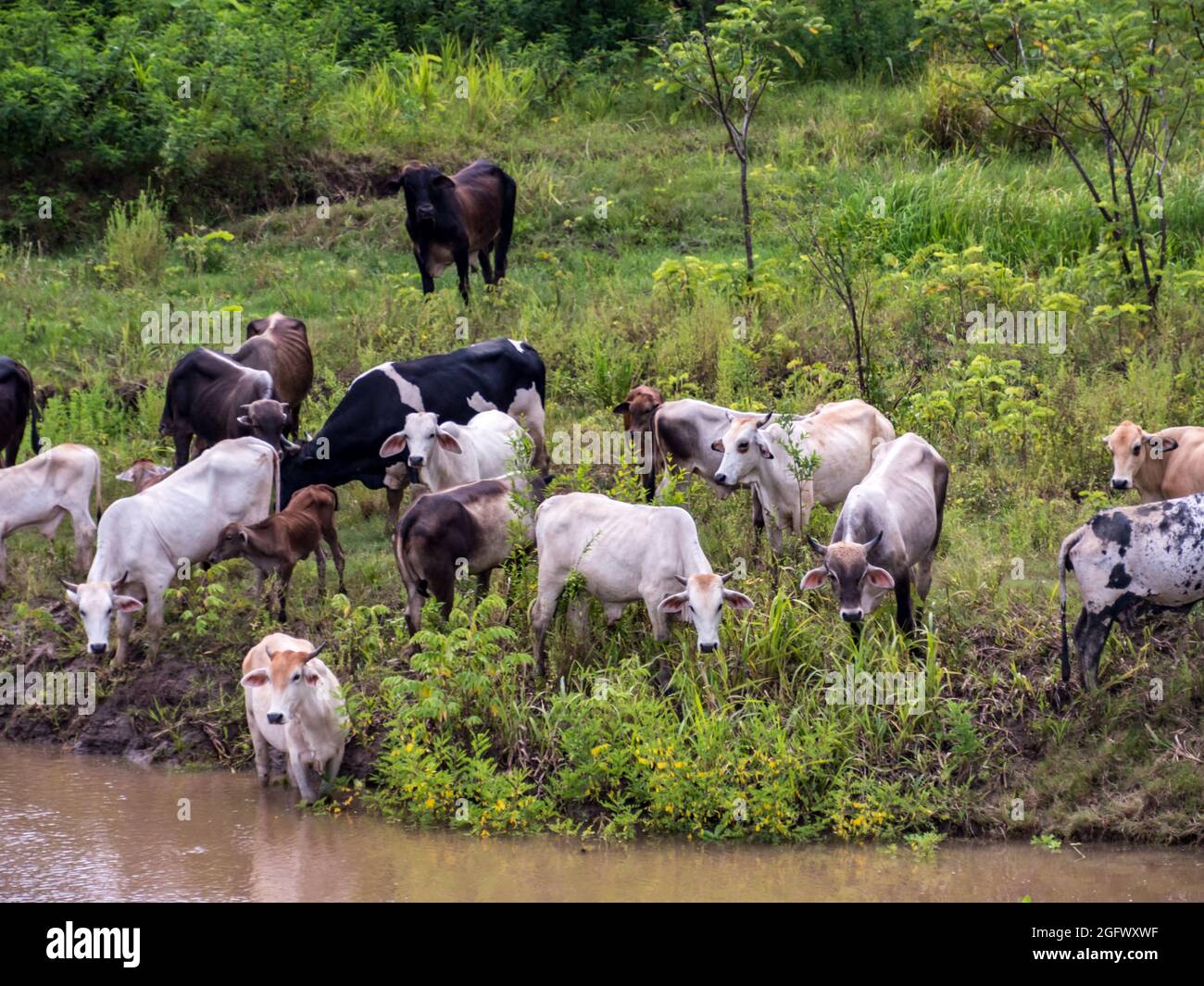 Cows graze on the banks of the Amazon River, Peru, Amazonia, South ...