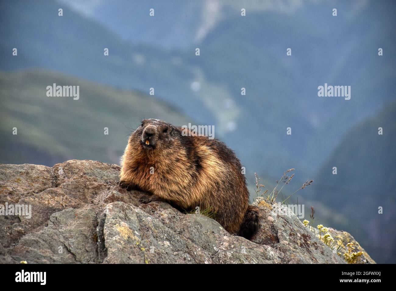 Murmeltier, Murmeltiere, Mankei, Munggen, Nagetier, Erdhörnchen ...