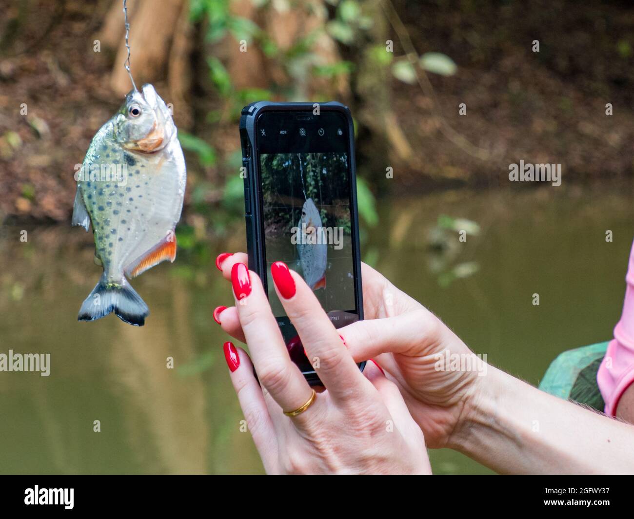 Pictures of small piranha catch from Amazon River, Brazil. Amazonia ...