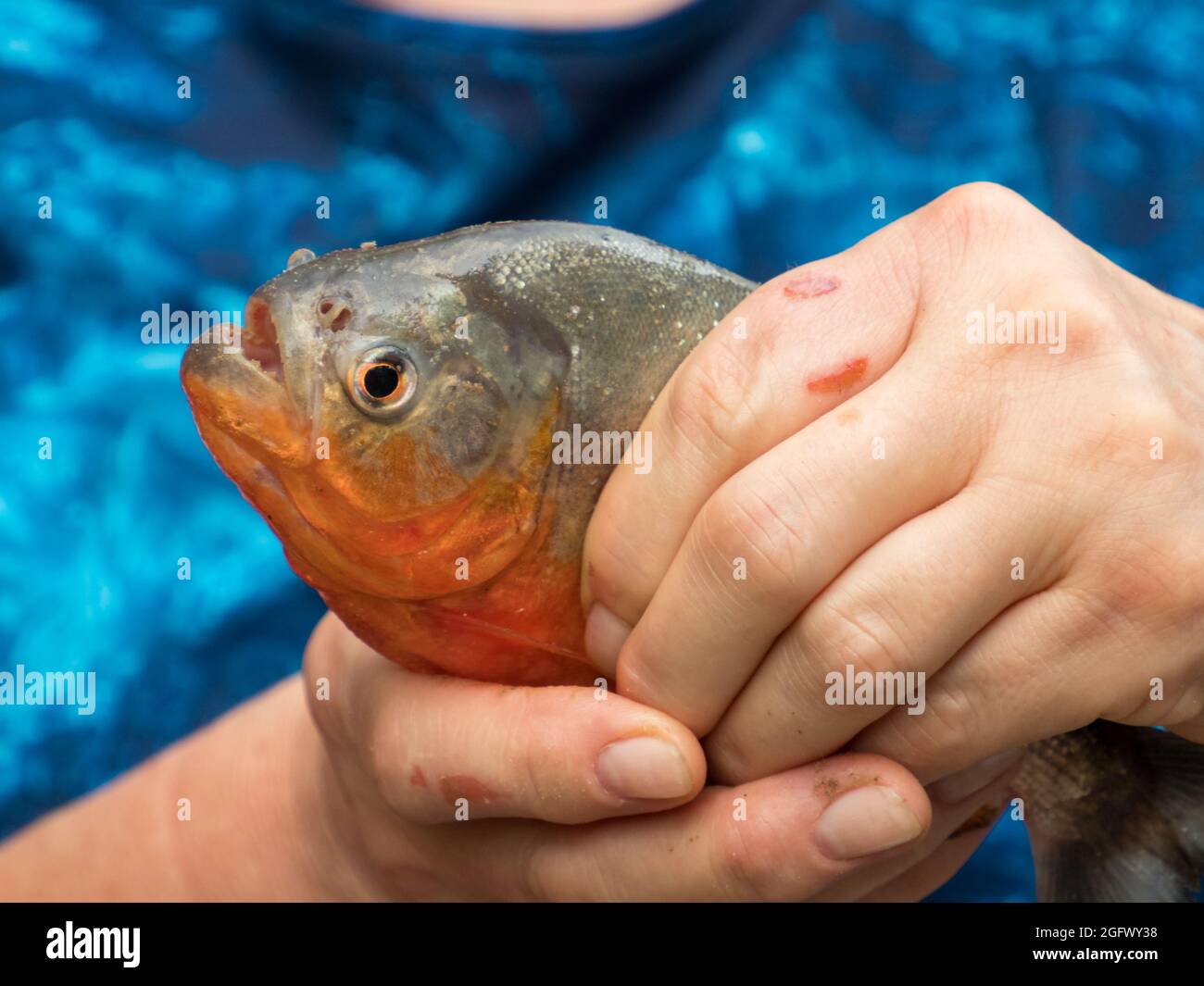 Piranha jaws hi-res stock photography and images - Alamy