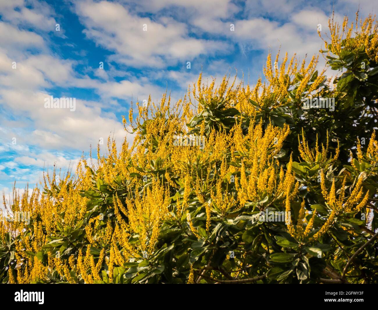Wall of green tropical forest and tree with yellow flowers on the edge ...