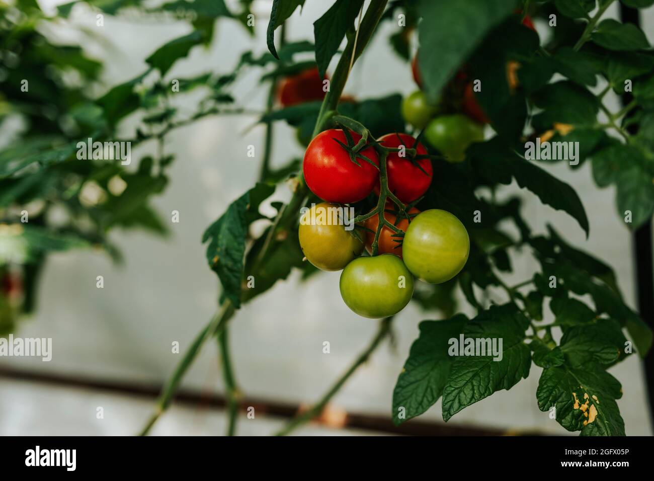 Close up tomato in foreground hi-res stock photography and images - Alamy