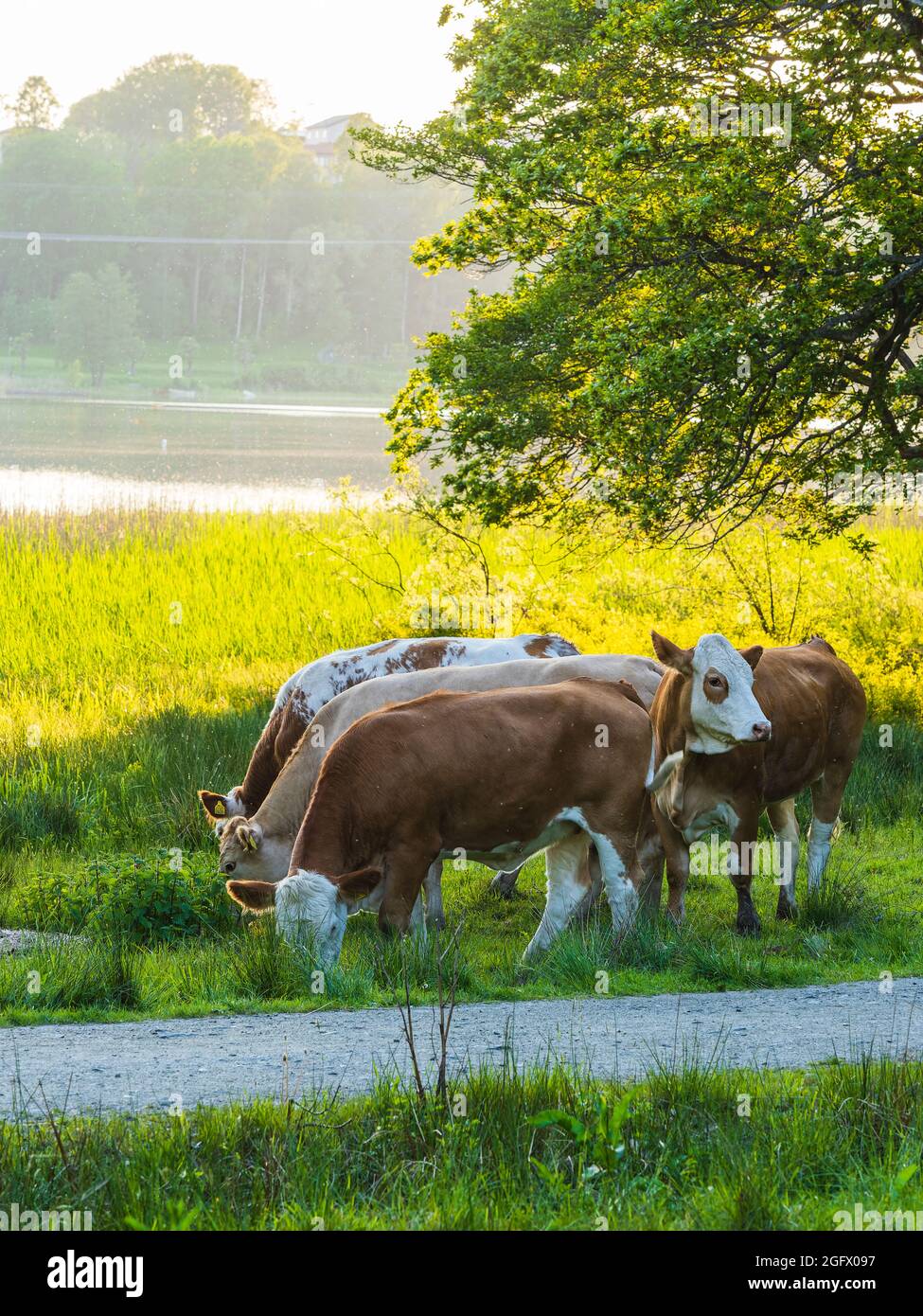 Cows grazing on meadow hi-res stock photography and images - Alamy