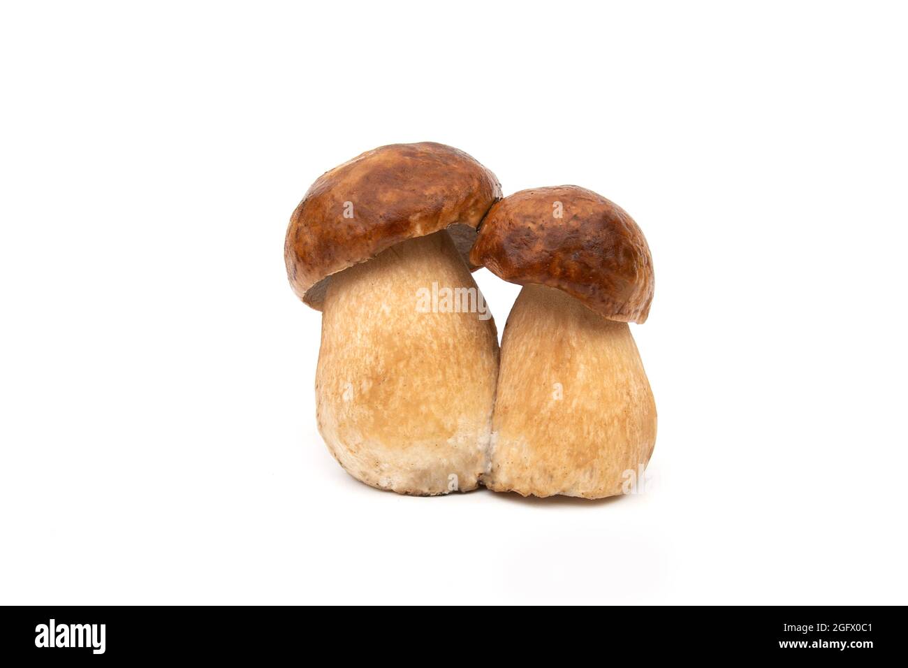 Royal red maple Cut Out Stock Images & Pictures - Alamy