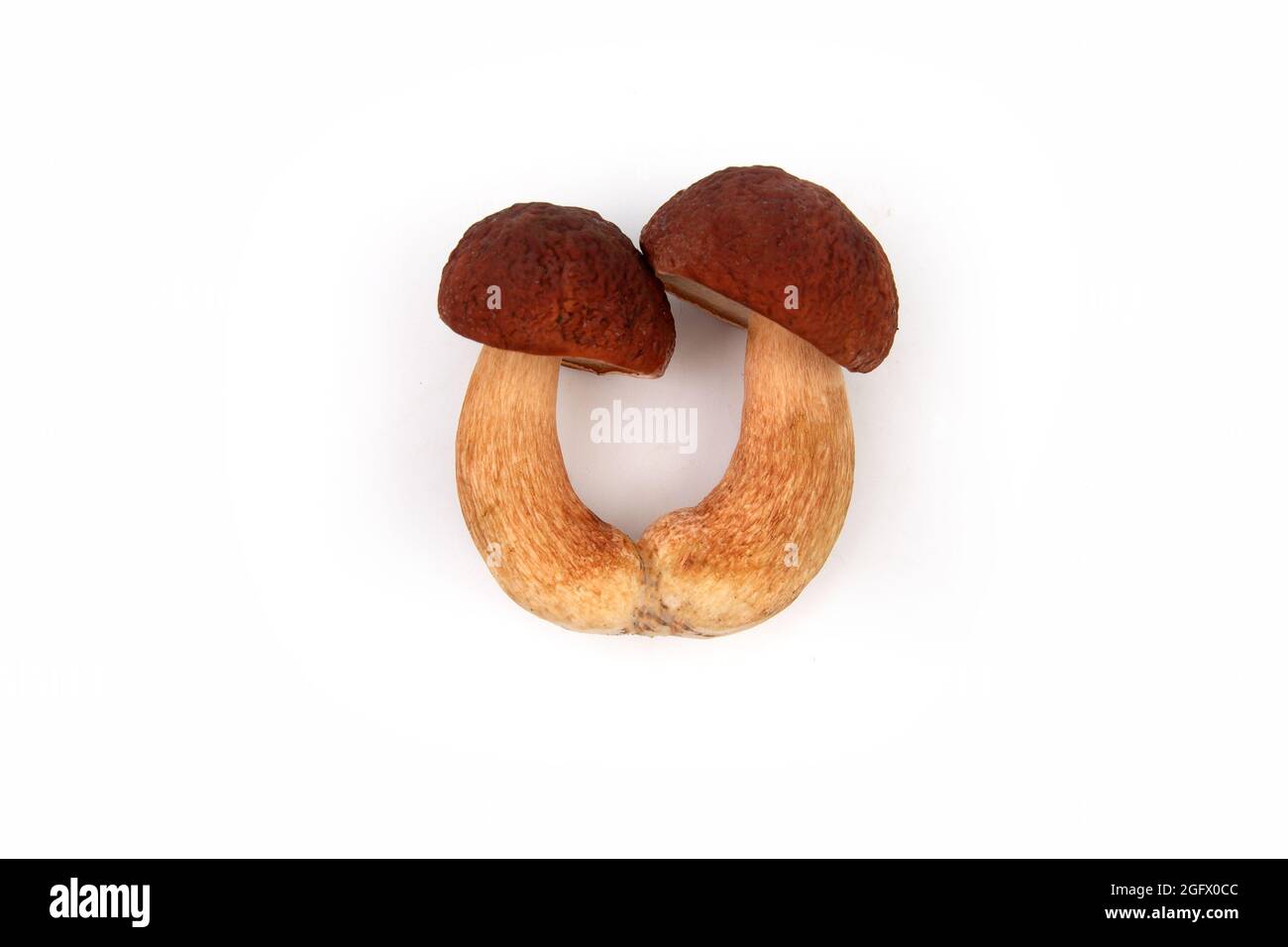 Mushroom composition autumn leaves on Cut Out Stock Images & Pictures ...