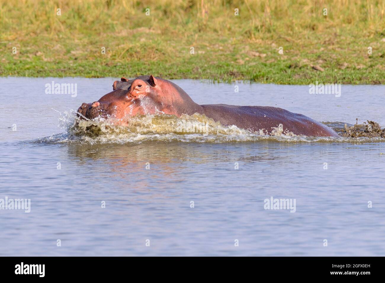 Protecting their young hi-res stock photography and images - Alamy