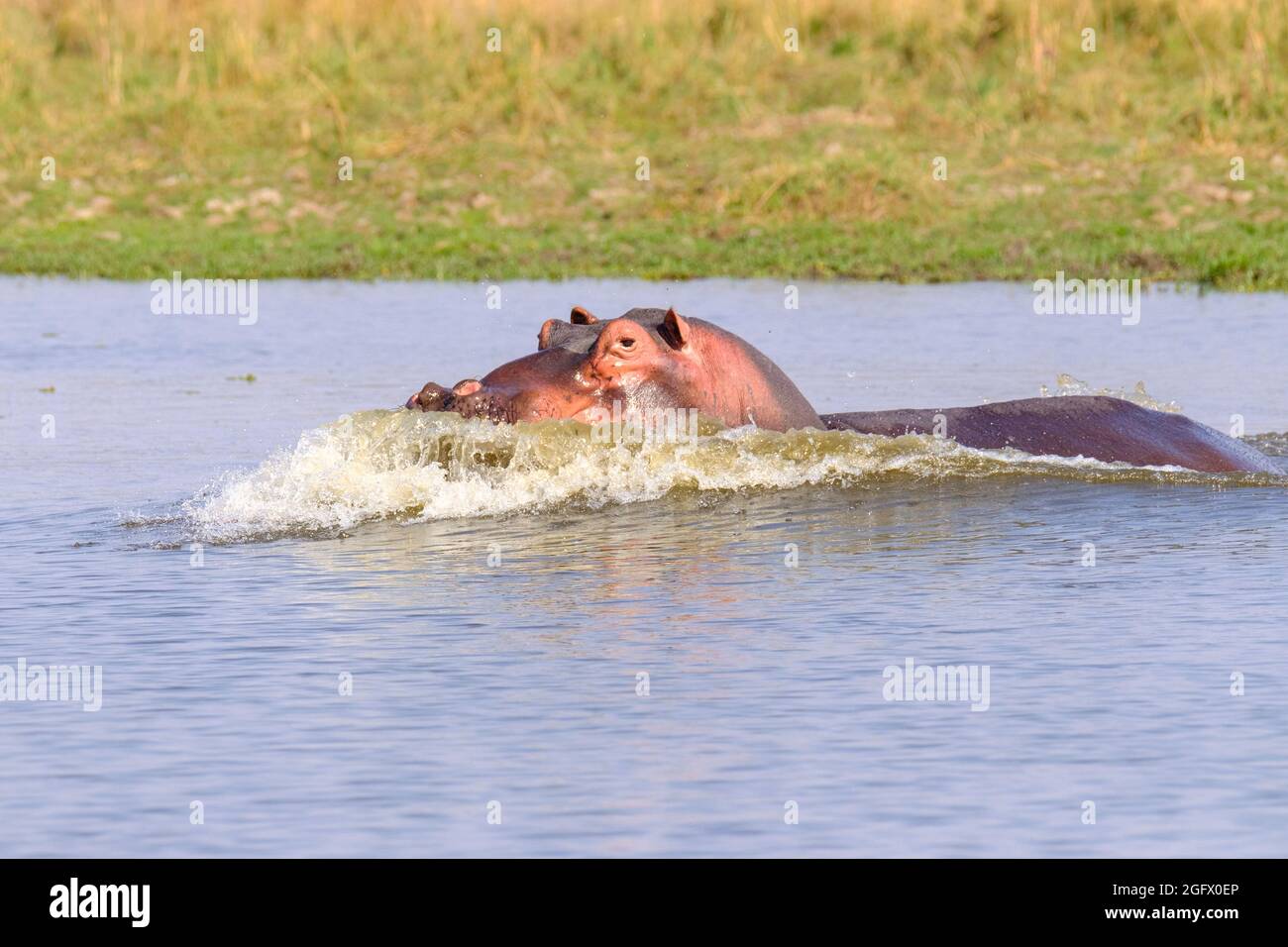 Hippo adult and calf hi-res stock photography and images - Alamy