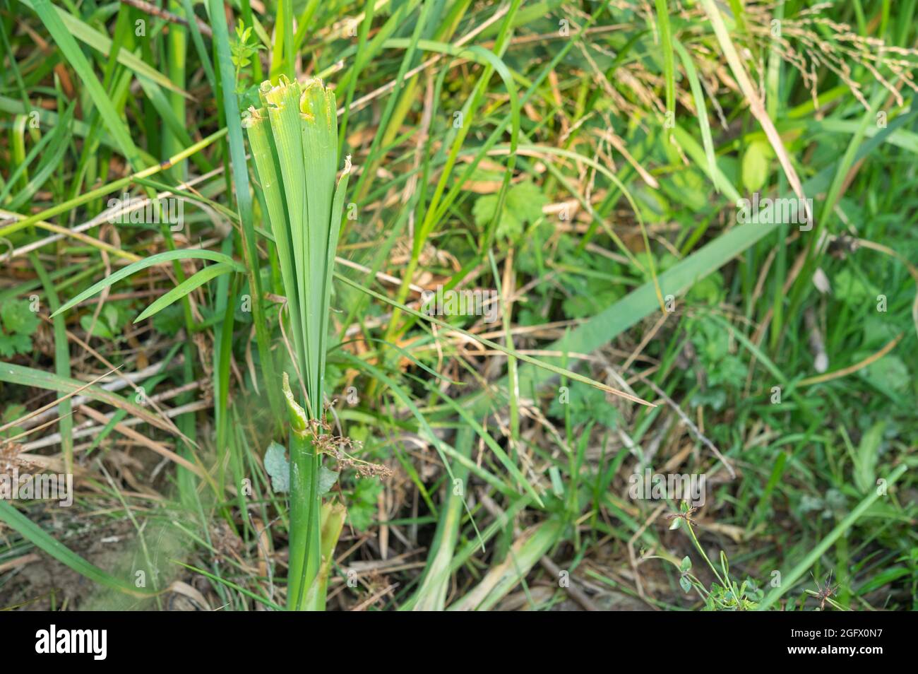 Bull rush, Typha angustifolia, eaten by European beaver, Castor fiber ...