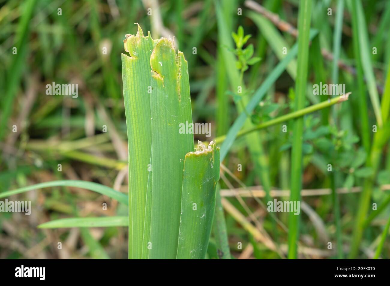 Bull rush hi-res stock photography and images - Alamy