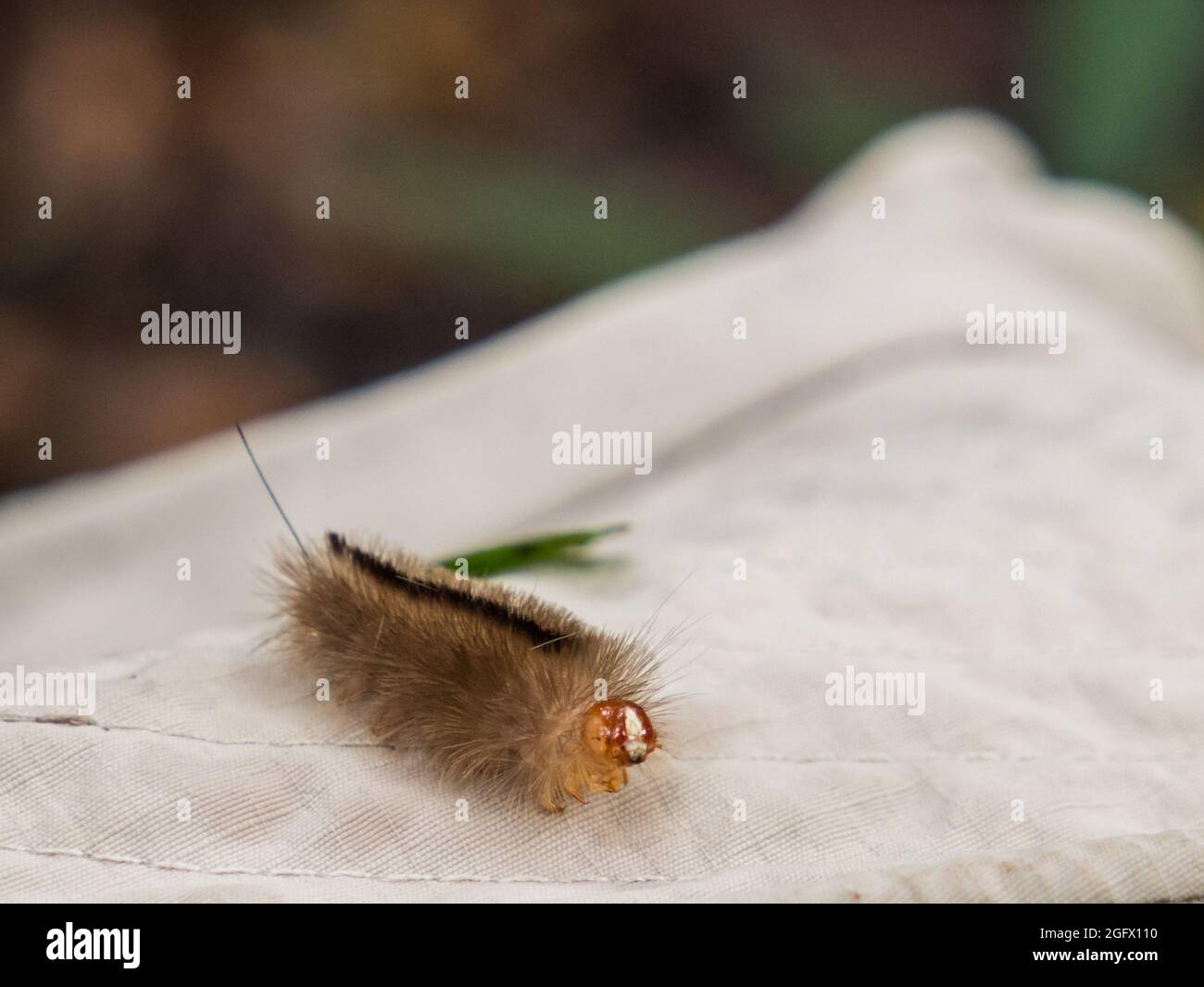 A beautiful bug living in the Amazon rainforest. Amazonia. Brazil ...