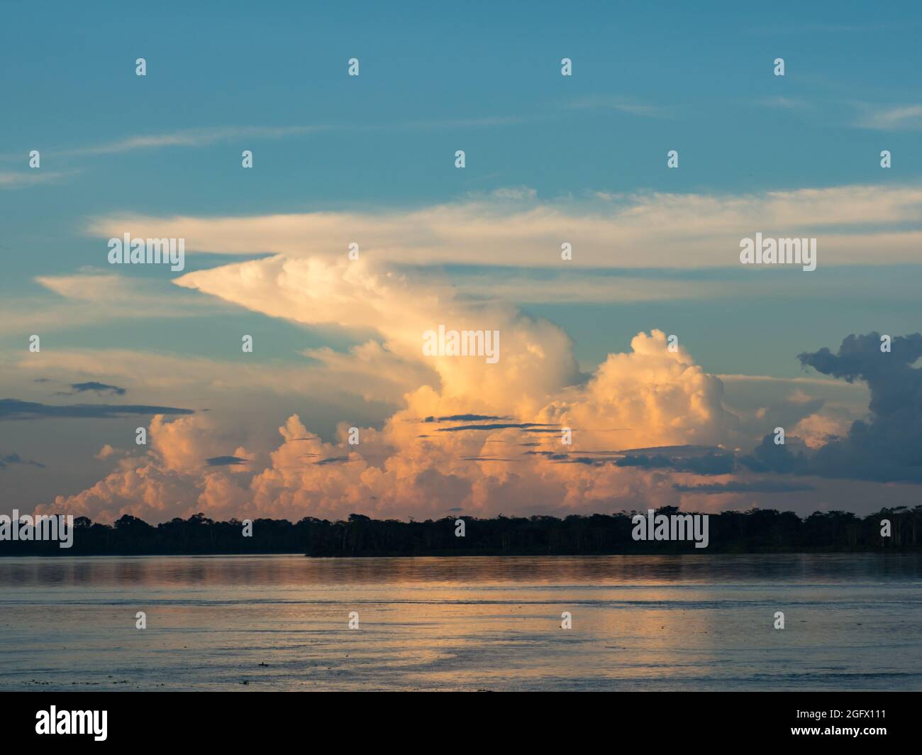 Amazon rain forest beetle hi-res stock photography and images - Alamy