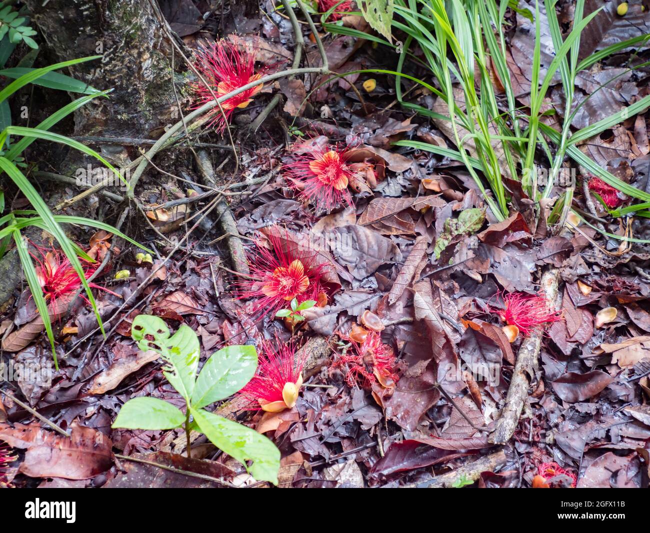 A beautiful red flowers in the Amazon jungle. Name: metrosideros ...