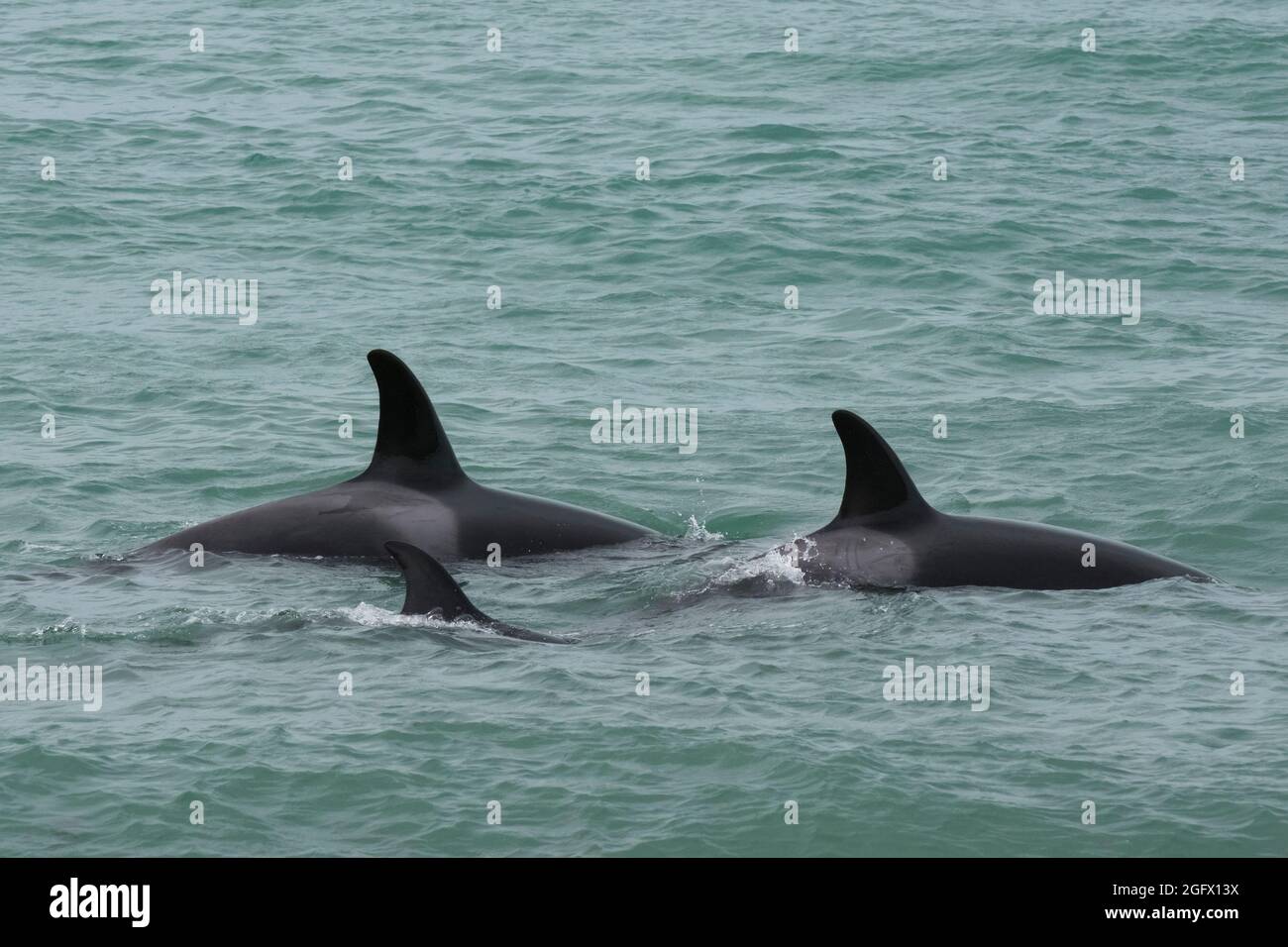 Killer whale hunting sea lions hi-res stock photography and images - Alamy