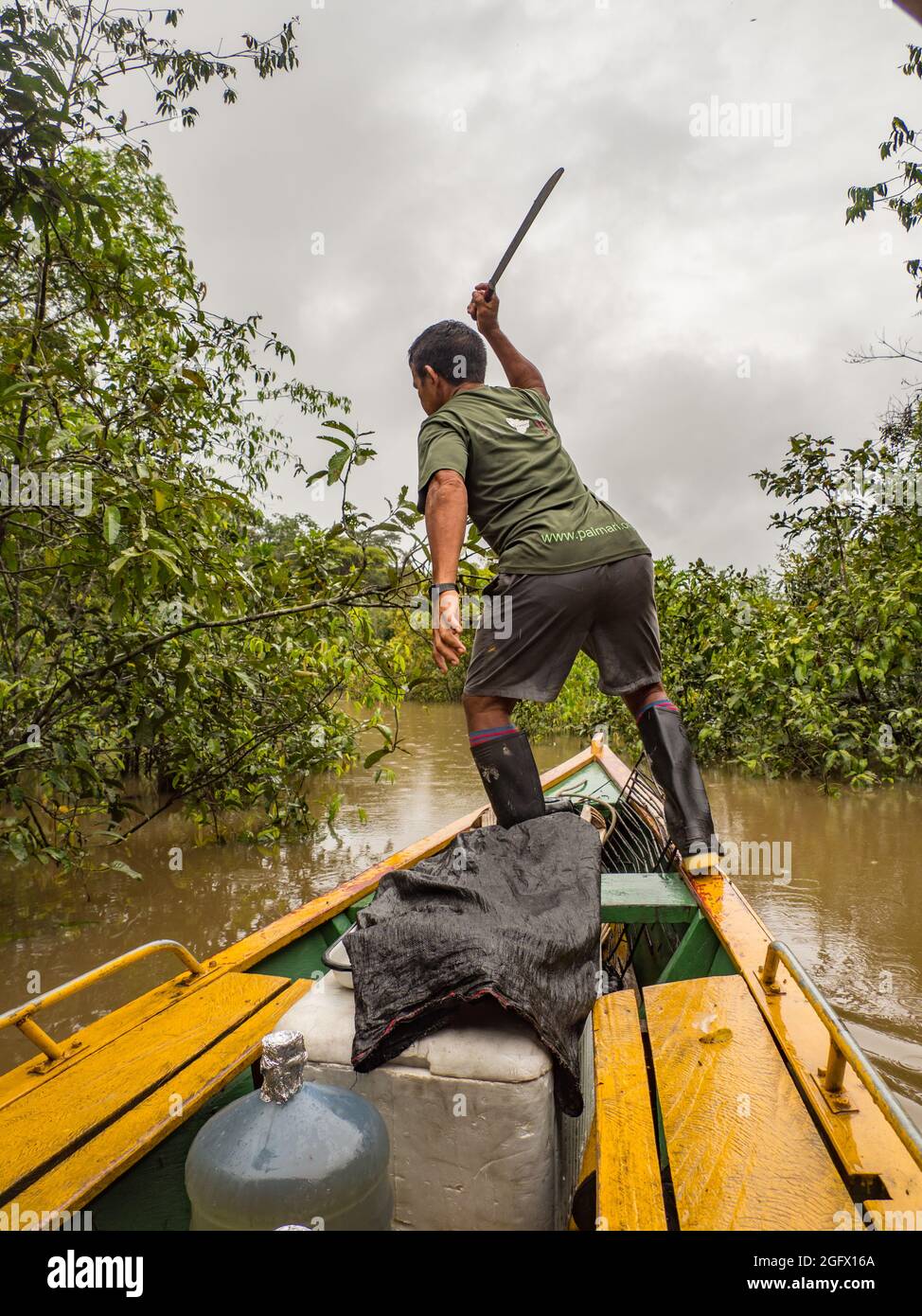 Amazonia - Dec 2019: Local guide navigates boat that sails through the ...