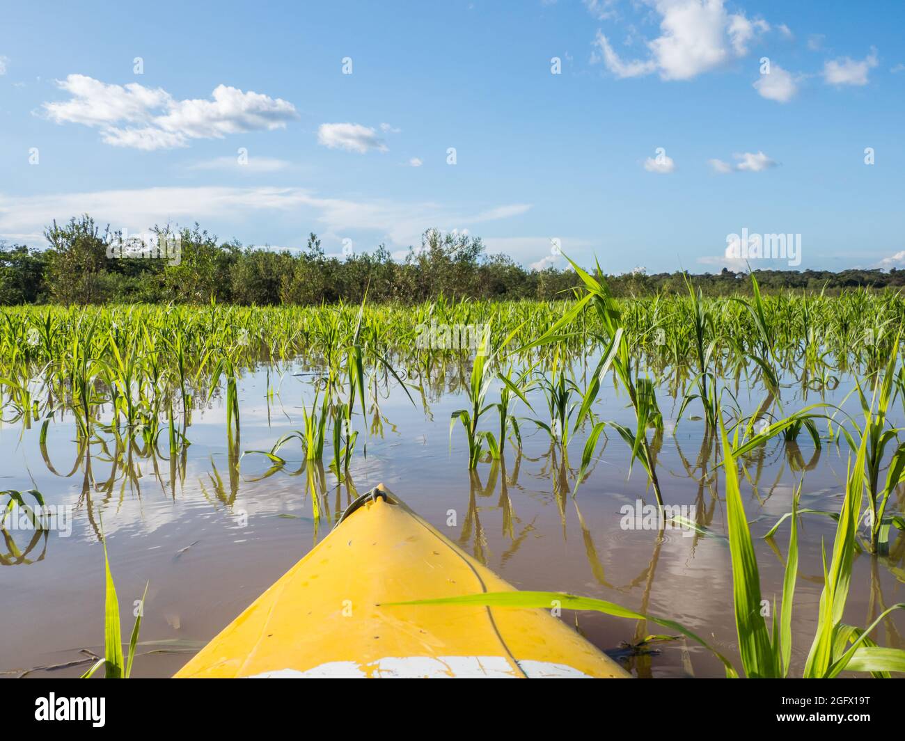 View from the kayak on Javari River (Río Yavarí ) in the Amazon jungle ...