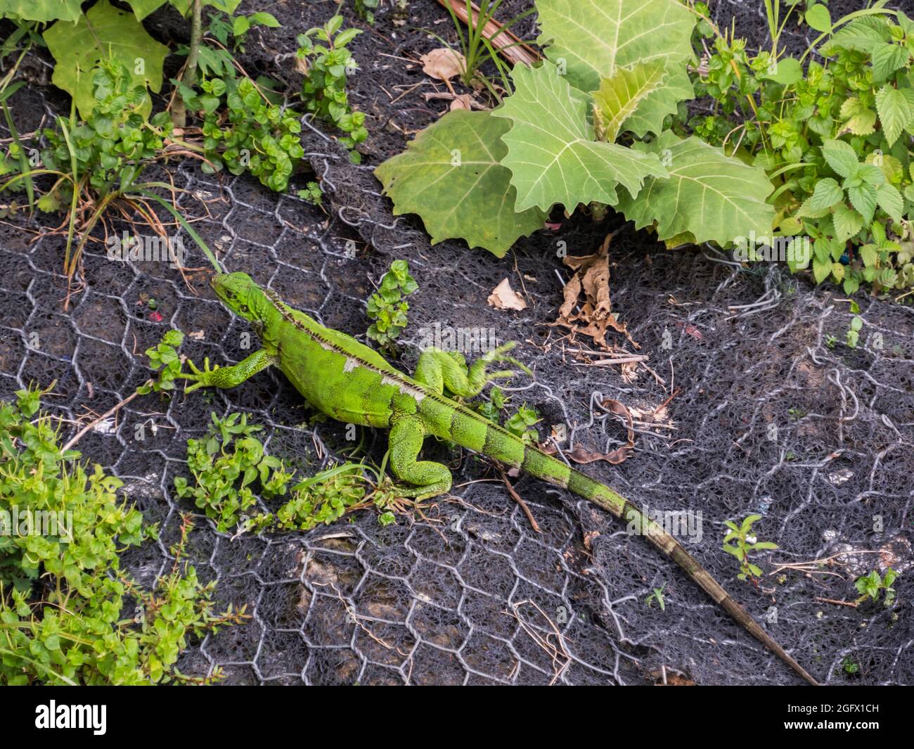A large, green lizard on a grid, on the bank of a river in the Amazon ...