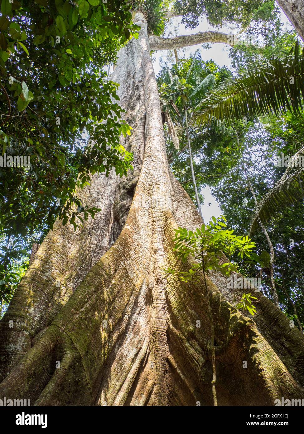Peru amazon rainforest camera hi-res stock photography and images - Alamy