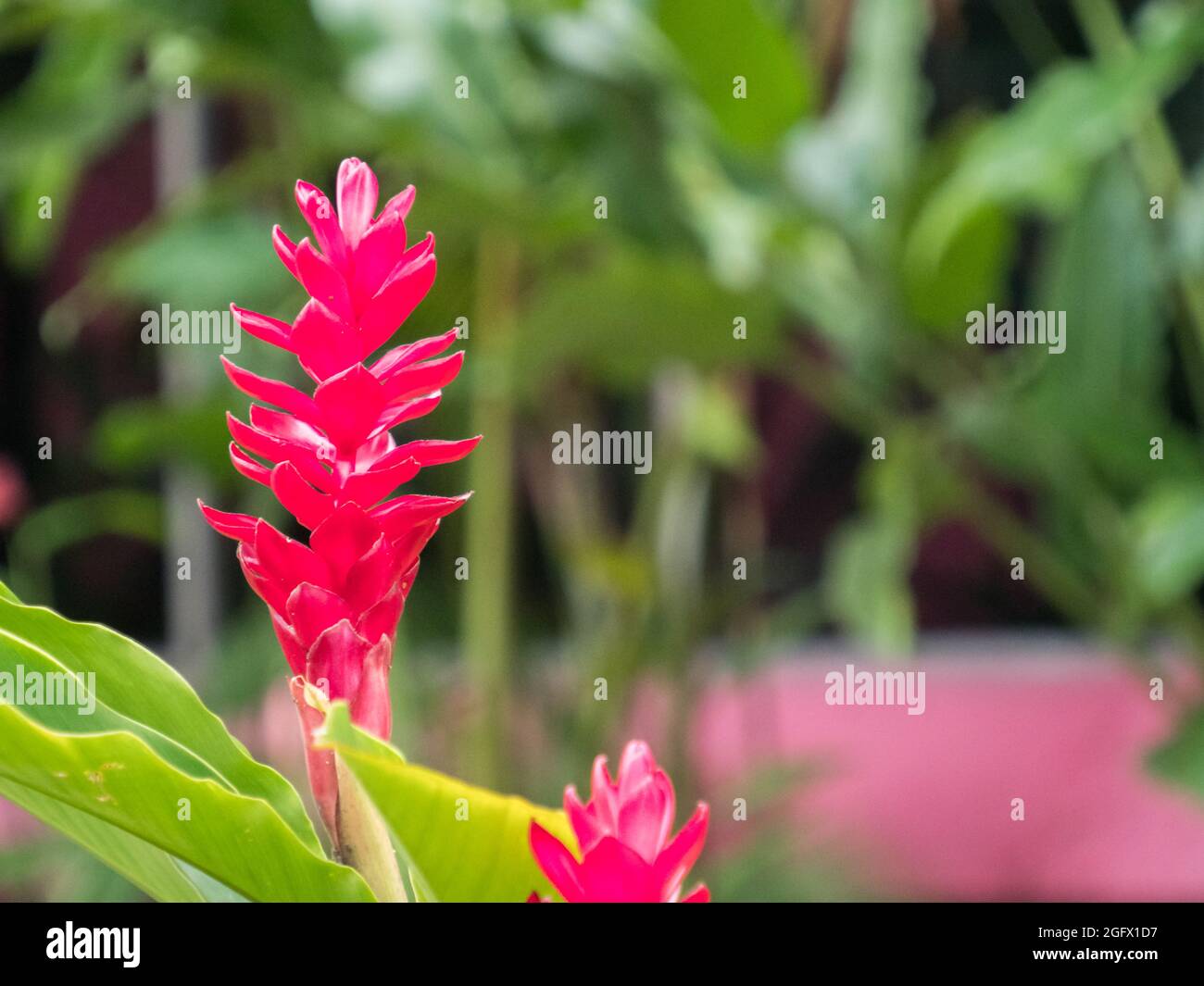 Red, beautiful flower. Alpinia Purpurata Jungle King Red Ginger Plant ...