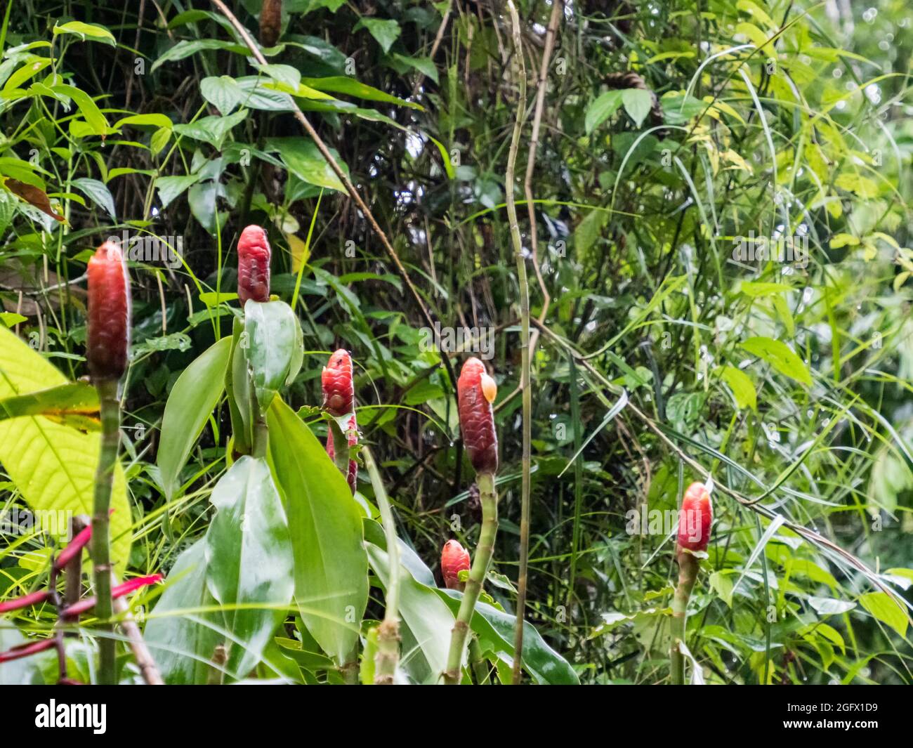 Prune Red Button Ginger, Costus woodsonii, better known as red button ...
