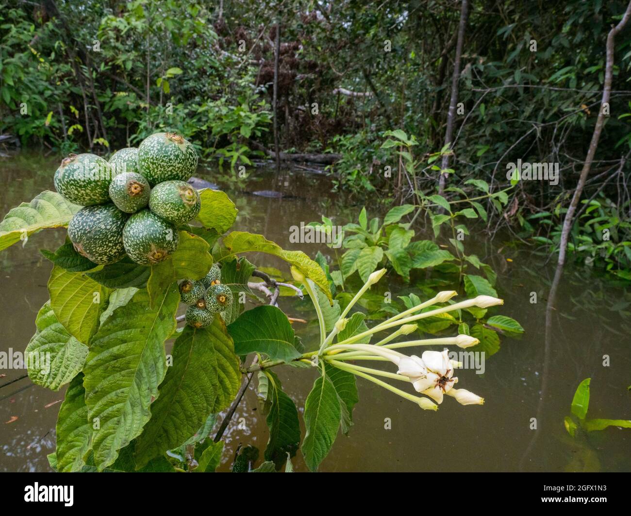 Genipa americana is a species of trees in the family Rubiaceae. Native ...