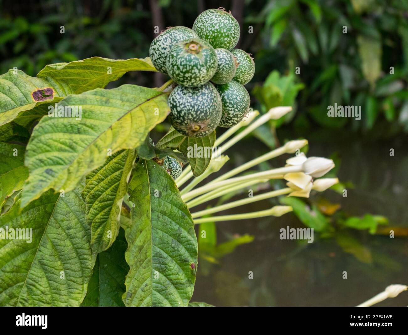 Genipap tree hi-res stock photography and images - Alamy