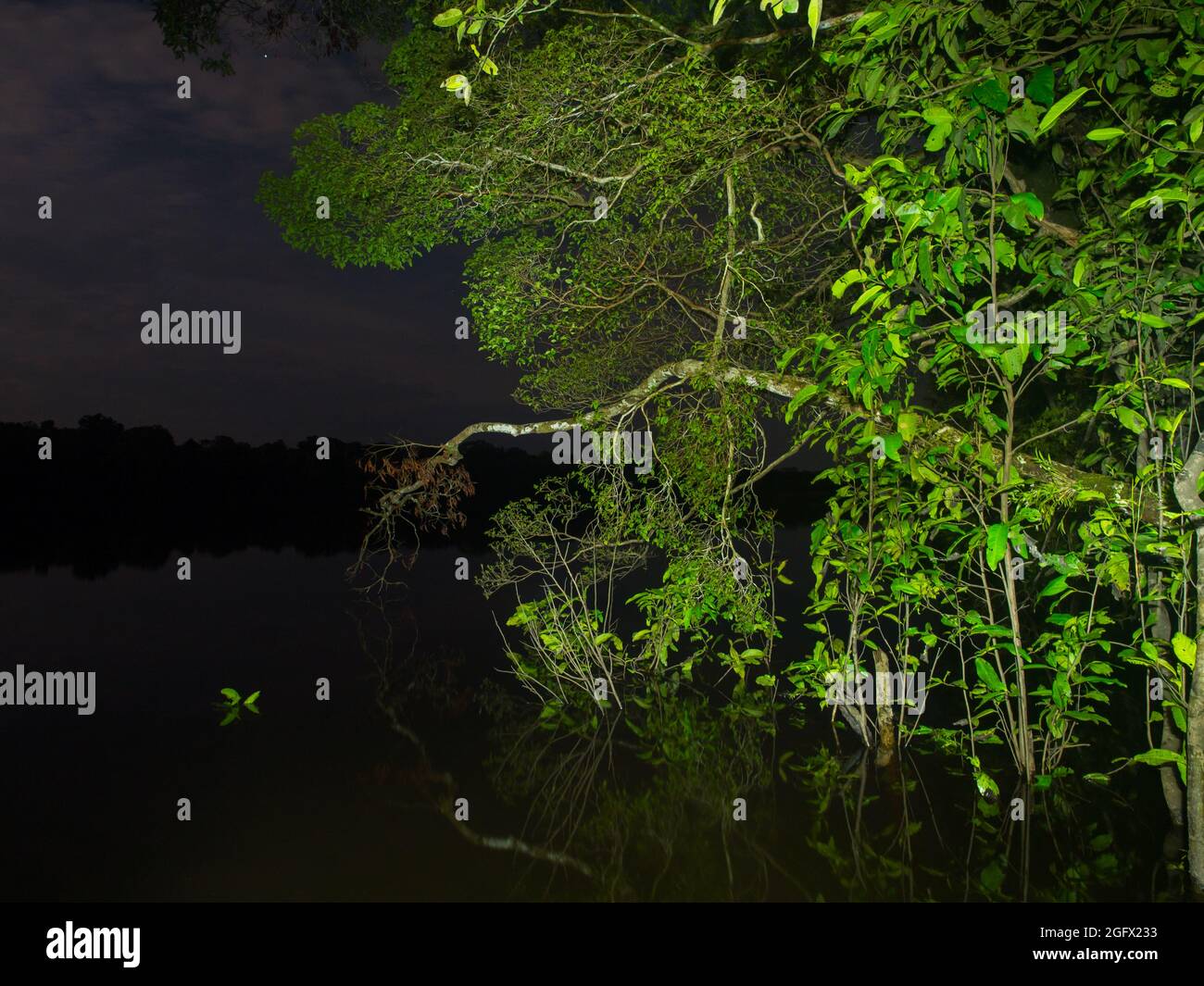 Amazon jungle at night over the Jaguar lagoon. Amazonia. Brazil. South ...